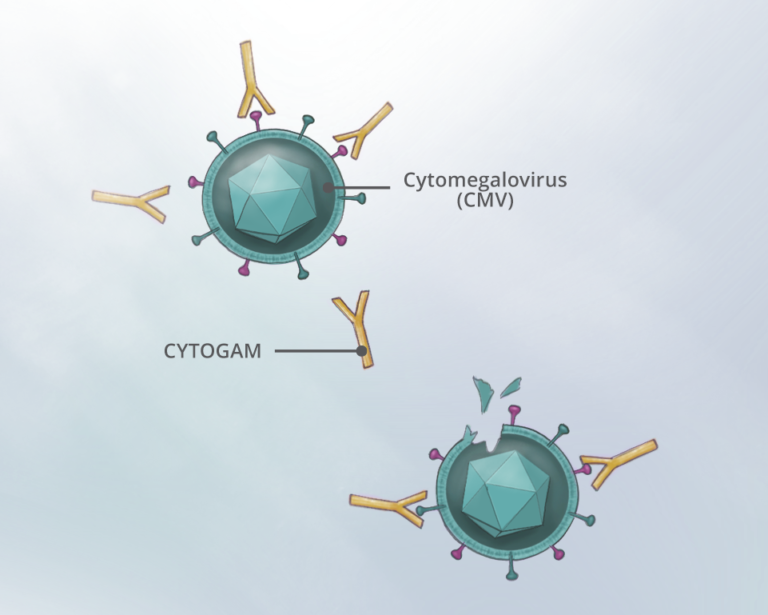 CYTOGAM - After Transplant, CMV-IGIV May Augment a Standard Antiviral ...