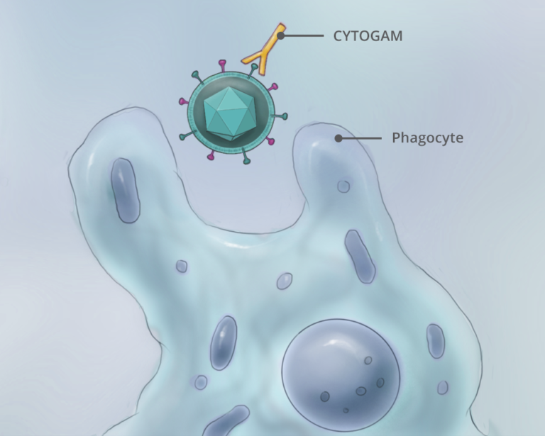 CYTOGAM - After Transplant, CMV-IGIV May Augment a Standard Antiviral ...